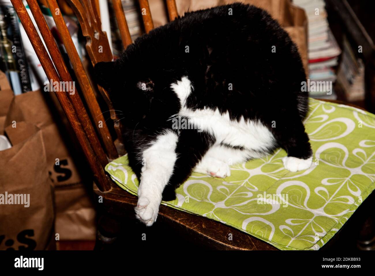 Our Cats in home, Malmø, Sweden Stock Photo - Alamy
