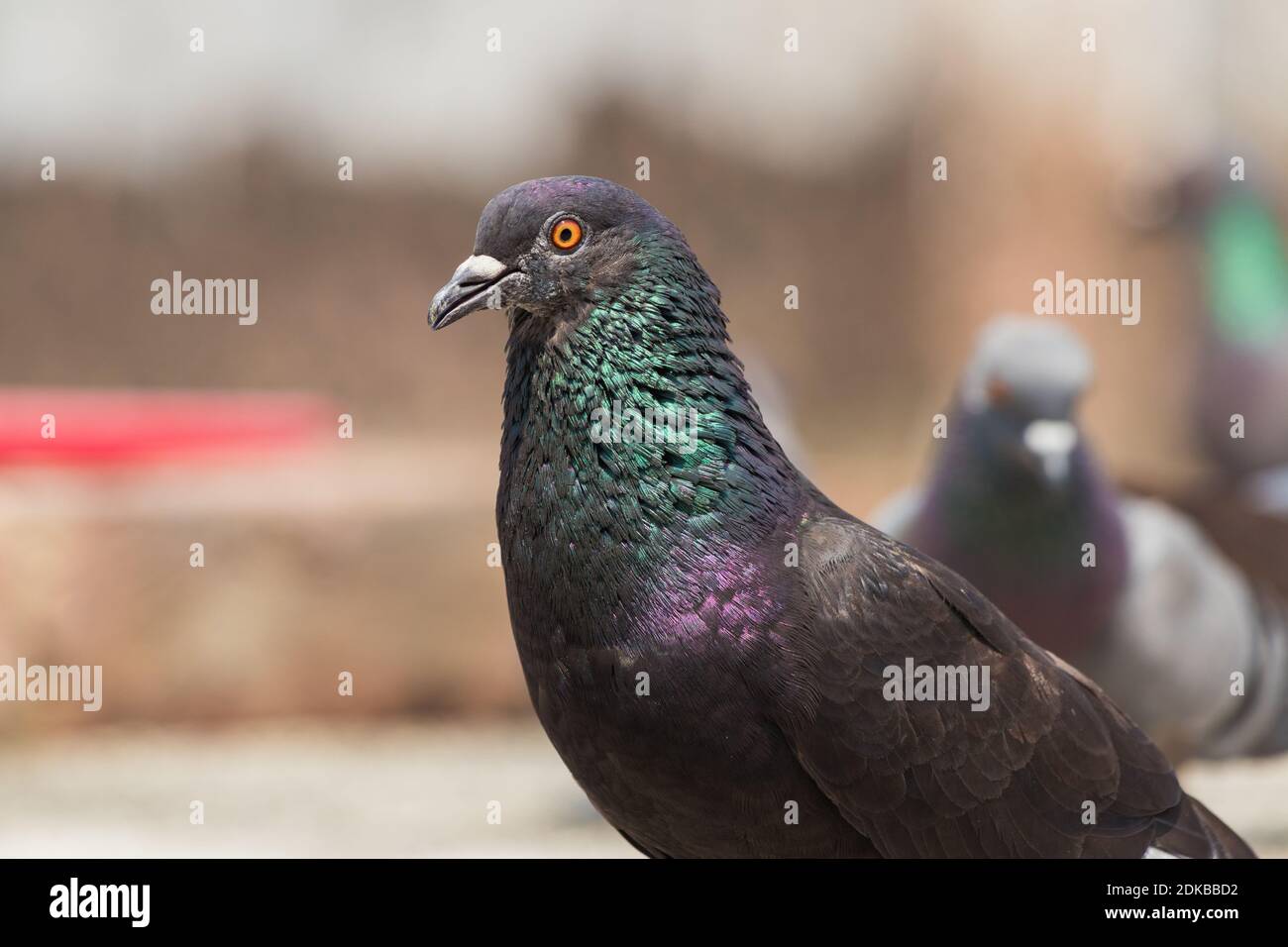 Colorful Pigeon High Resolution Stock Photography and Images - Alamy