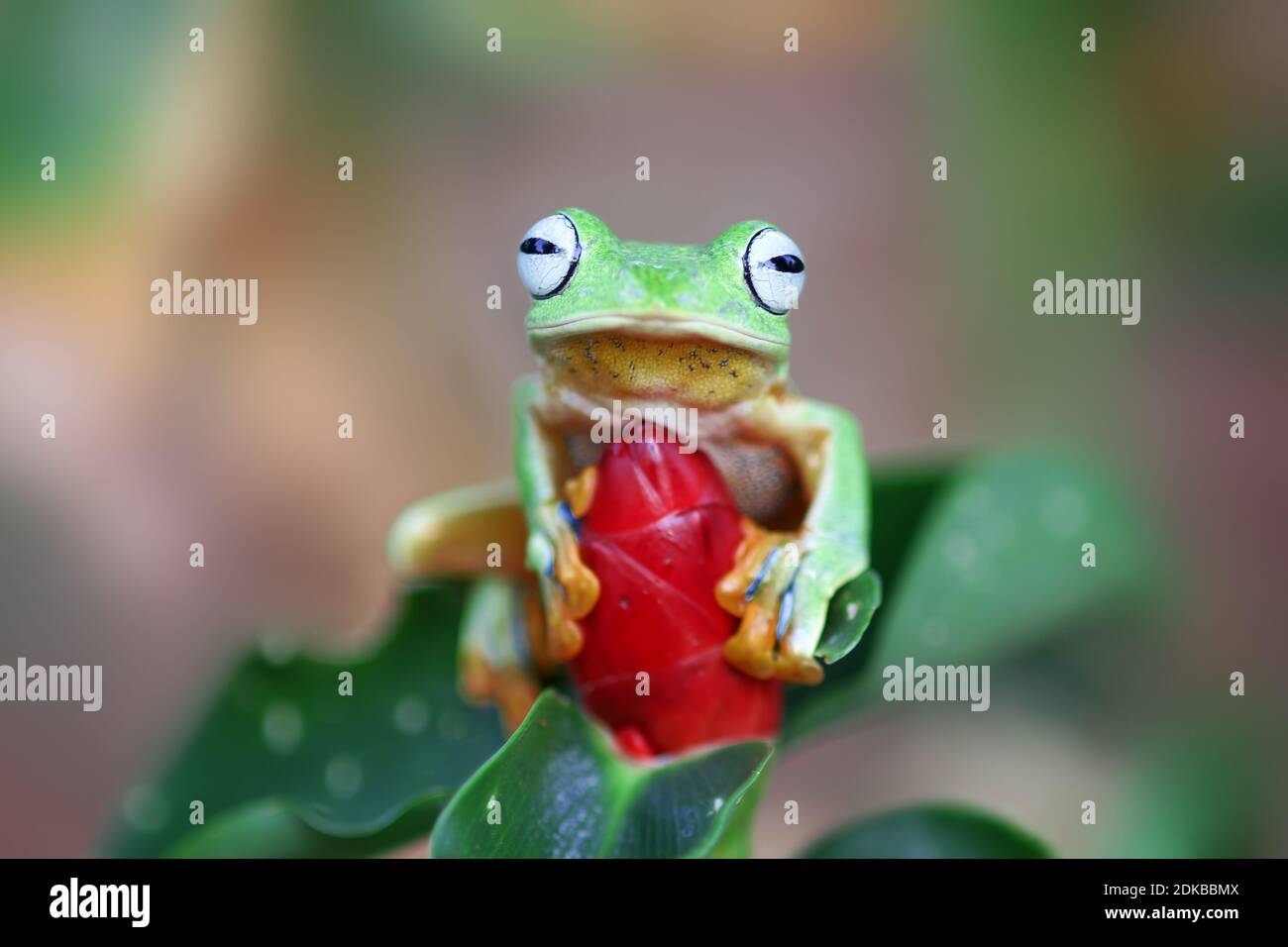 Tree frog mouth open hi-res stock photography and images - Alamy