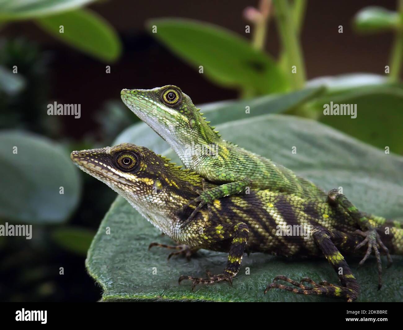 Mating lizards hi-res stock photography and images - Alamy