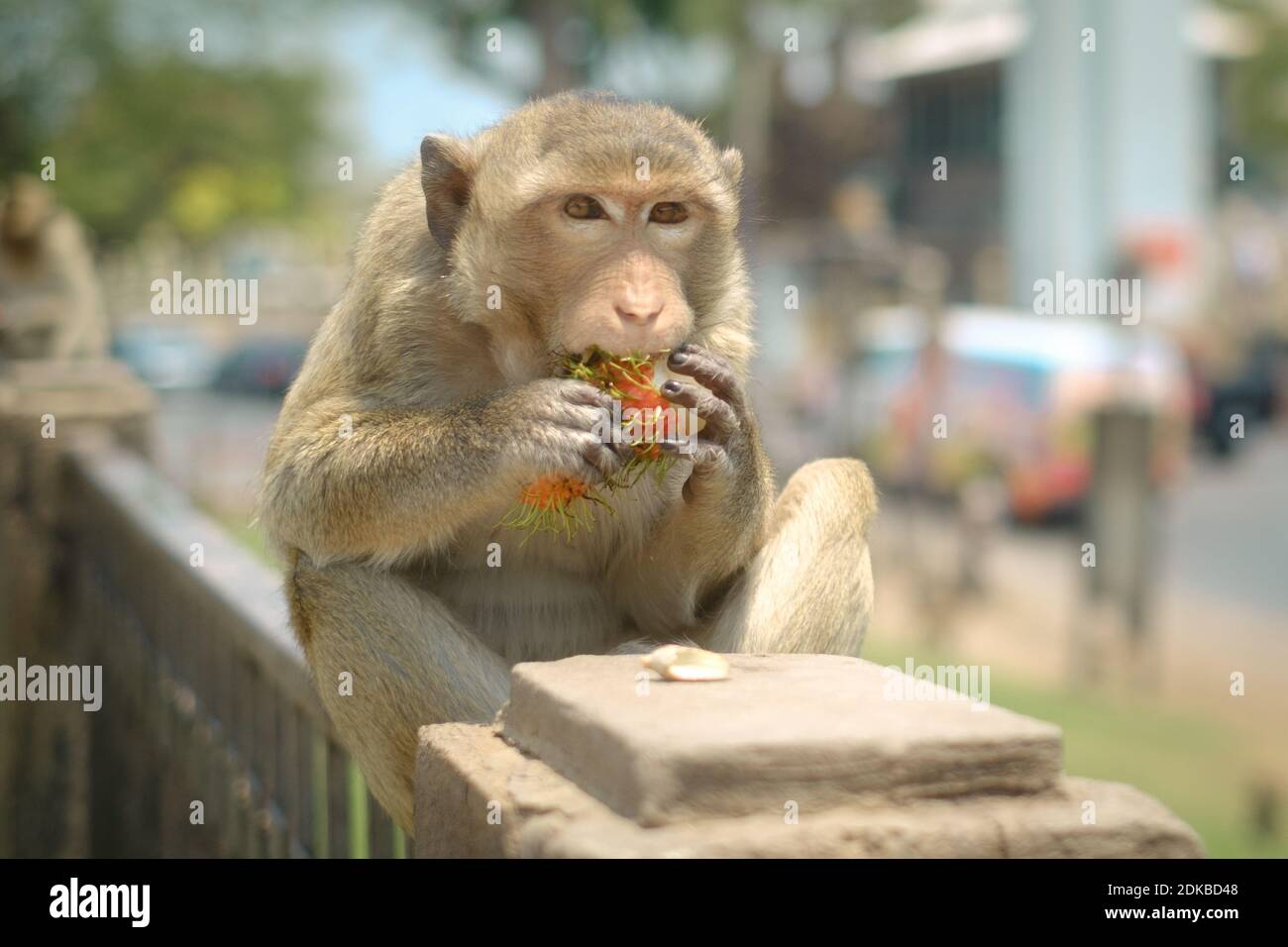 Animals eating fruit hi-res stock photography and images - Alamy