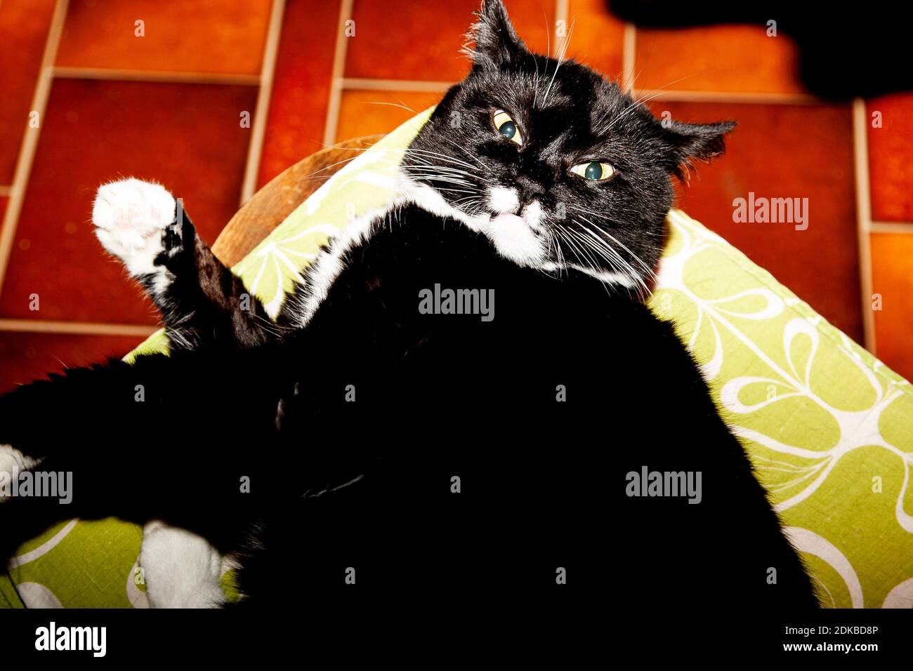 Our Cats in home, Malmø, Sweden Stock Photo - Alamy
