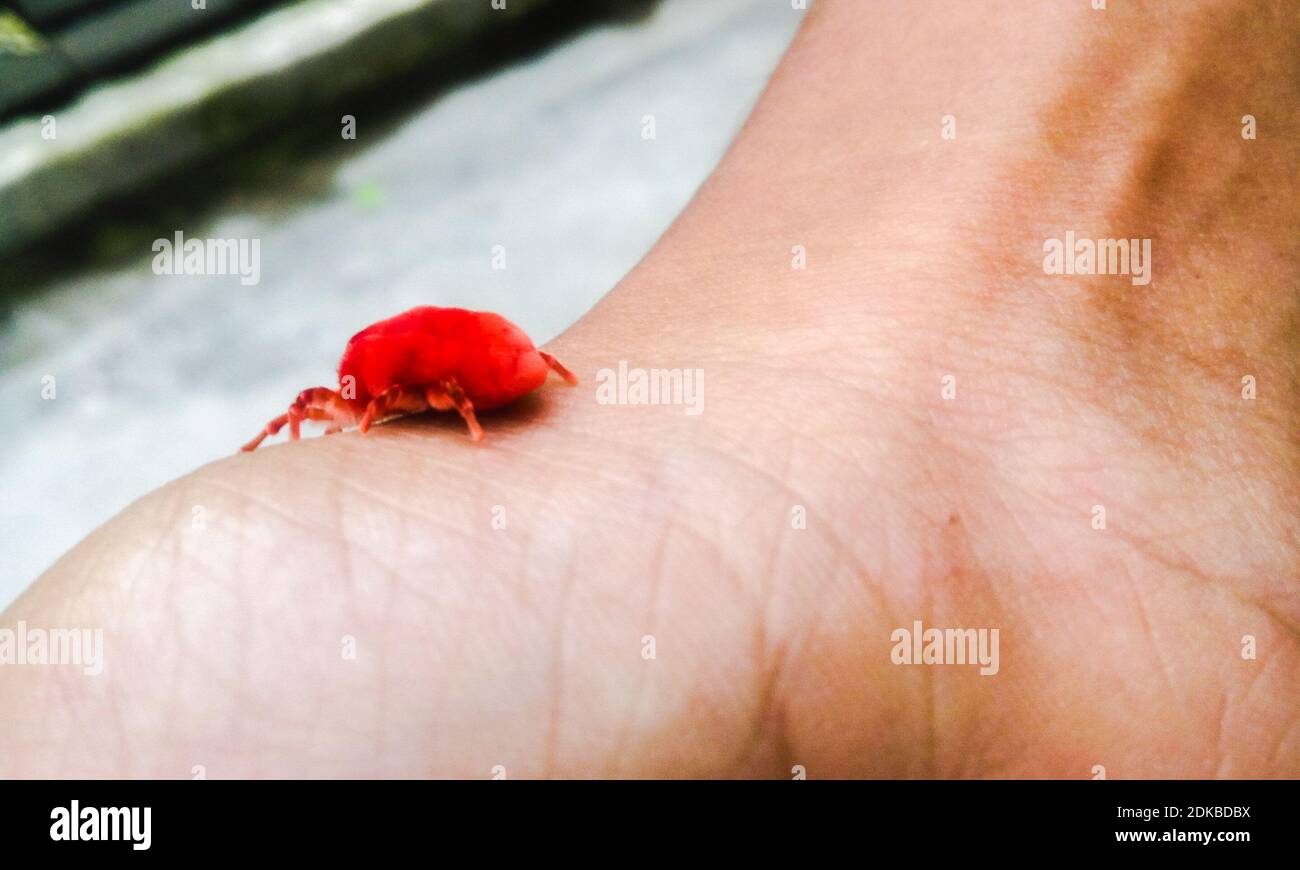 Trombidiidae High Resolution Stock Photography and Images - Alamy