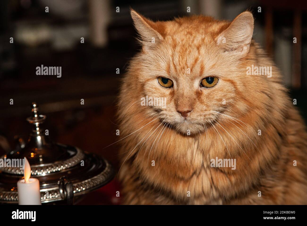 Our Cats in home, Malmø, Sweden Stock Photo - Alamy
