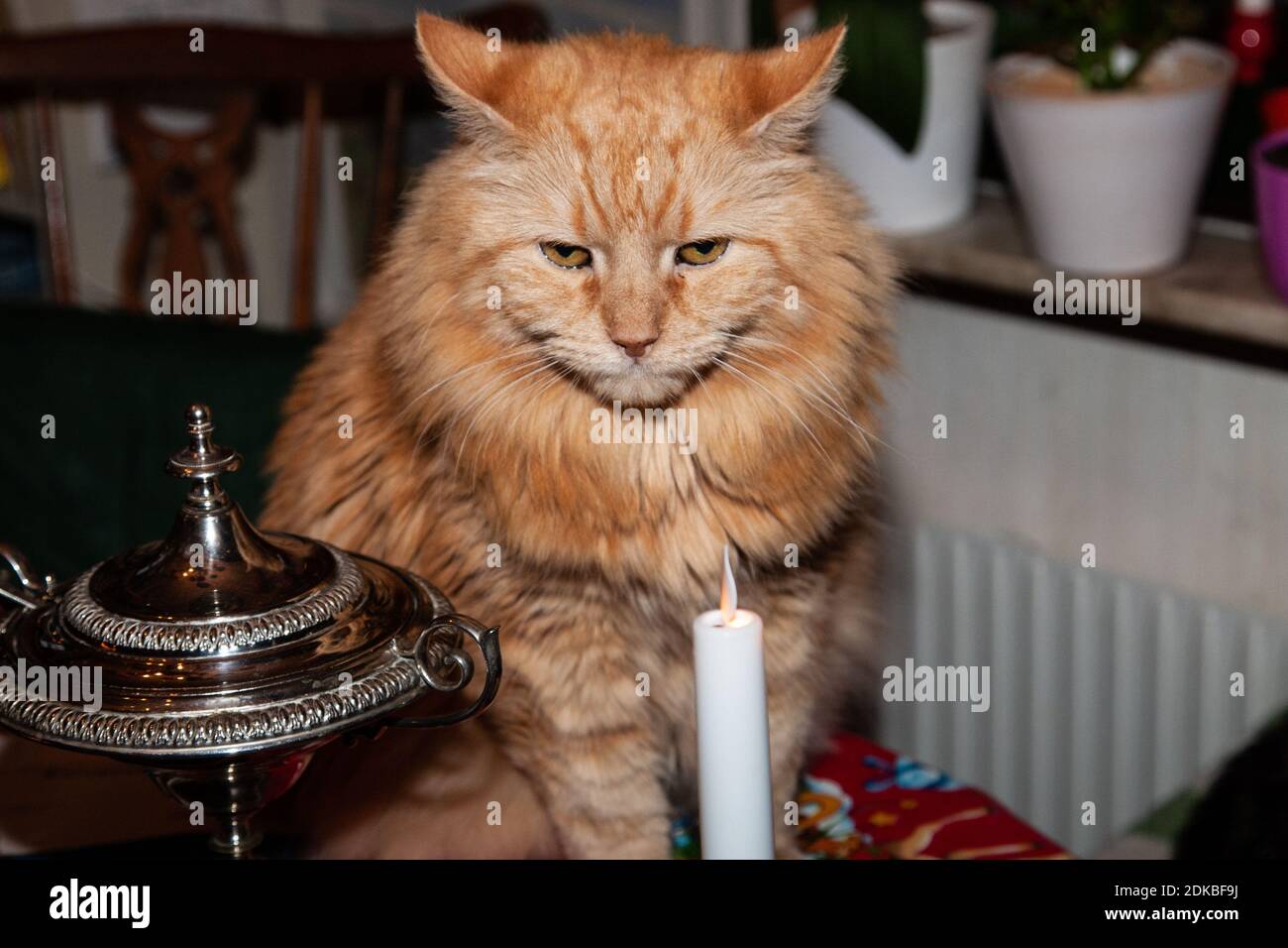 Our Cats in home, Malmø, Sweden Stock Photo - Alamy