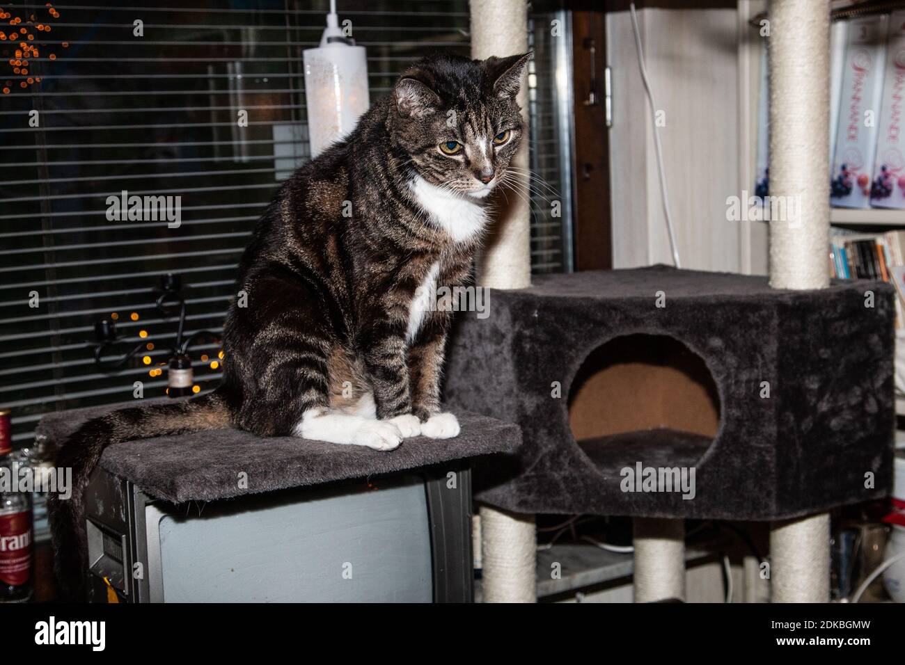 Our Cats in home, Malmø, Sweden Stock Photo - Alamy