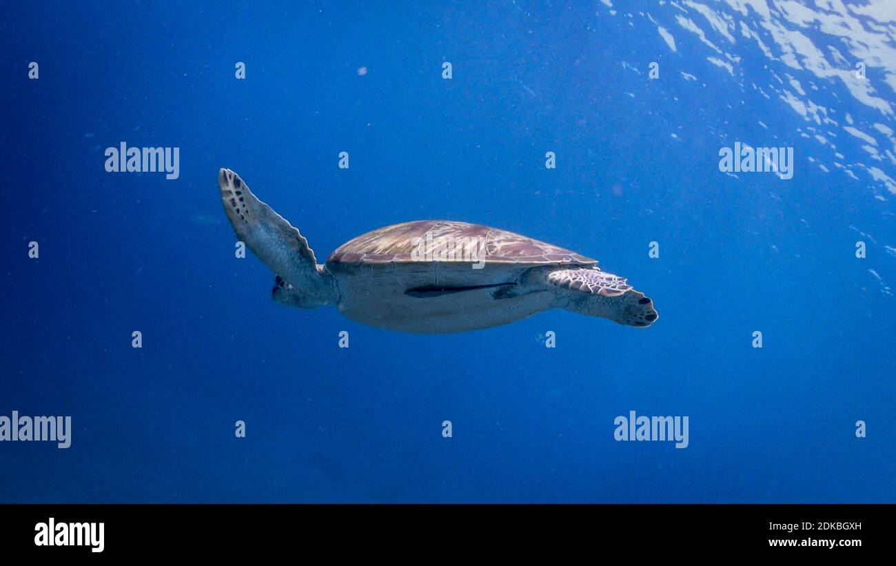 Humpback turtle hi-res stock photography and images - Alamy