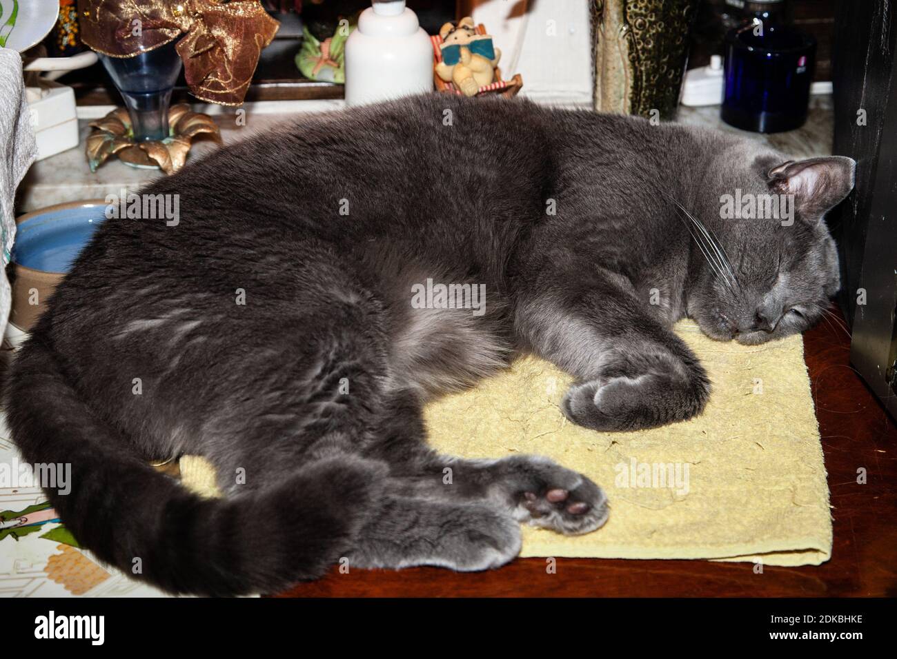 Our Cats in home, Malmø, Sweden Stock Photo - Alamy