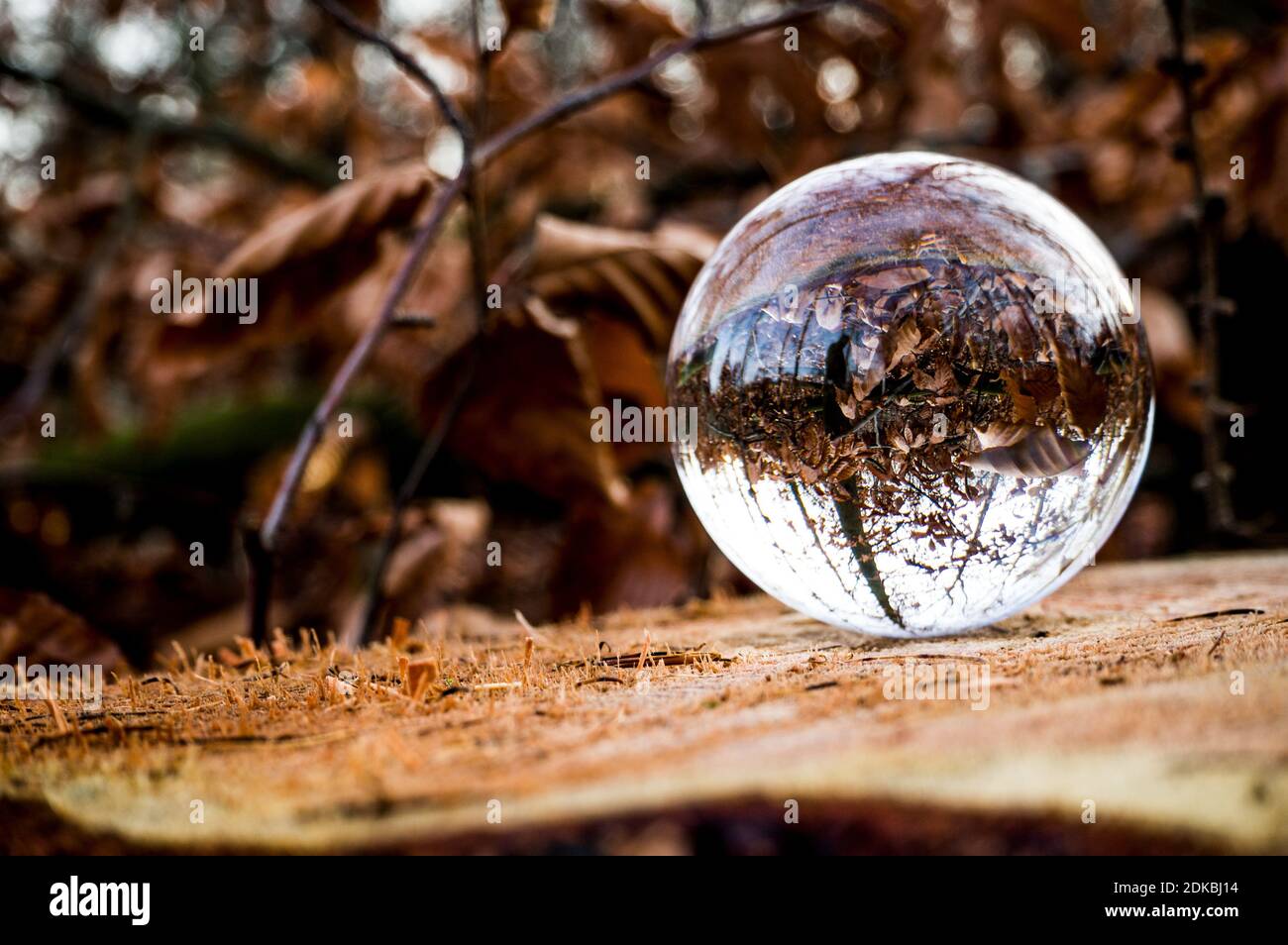Nature lensball hi-res stock photography and images - Alamy