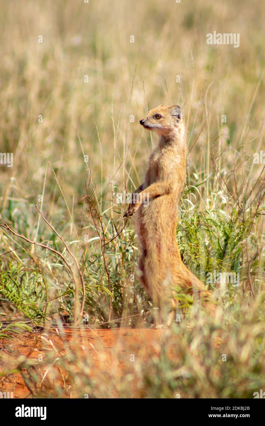 Mongoose on grassland hi-res stock photography and images - Alamy
