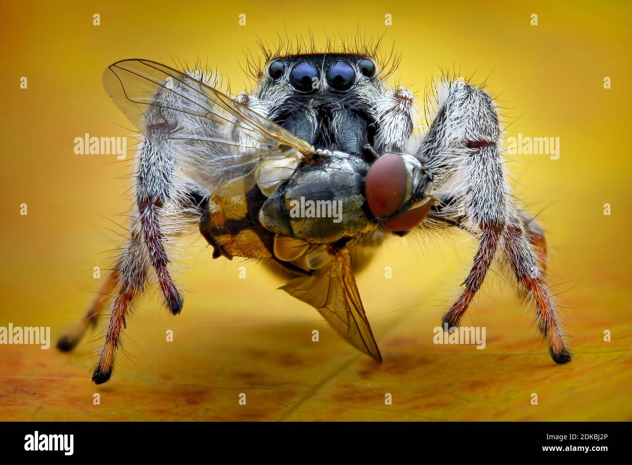 Spider eating fly hi-res stock photography and images - Alamy