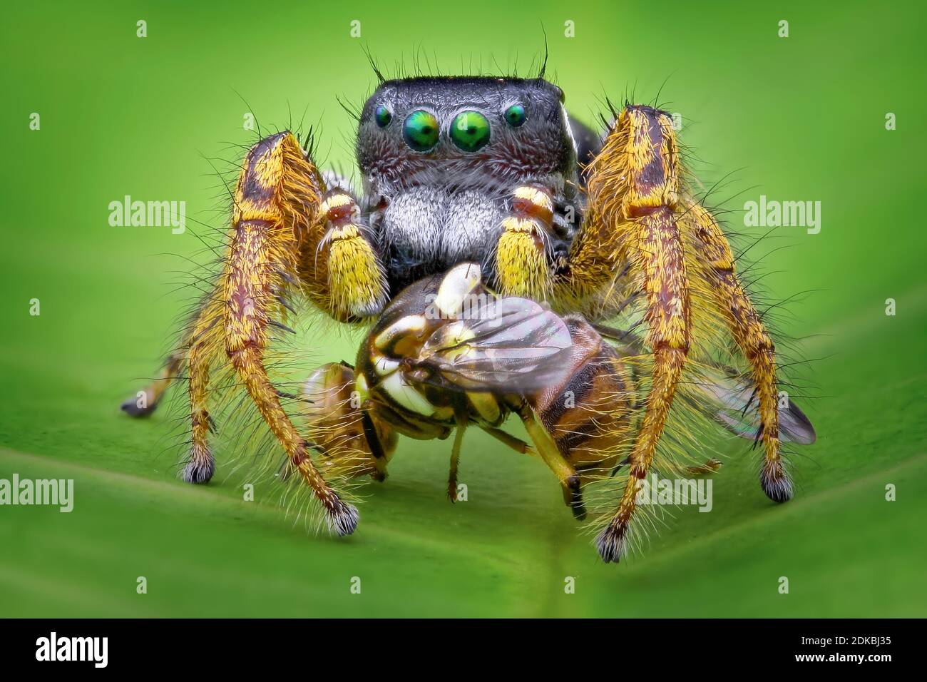 Spider eating fly hi-res stock photography and images - Alamy