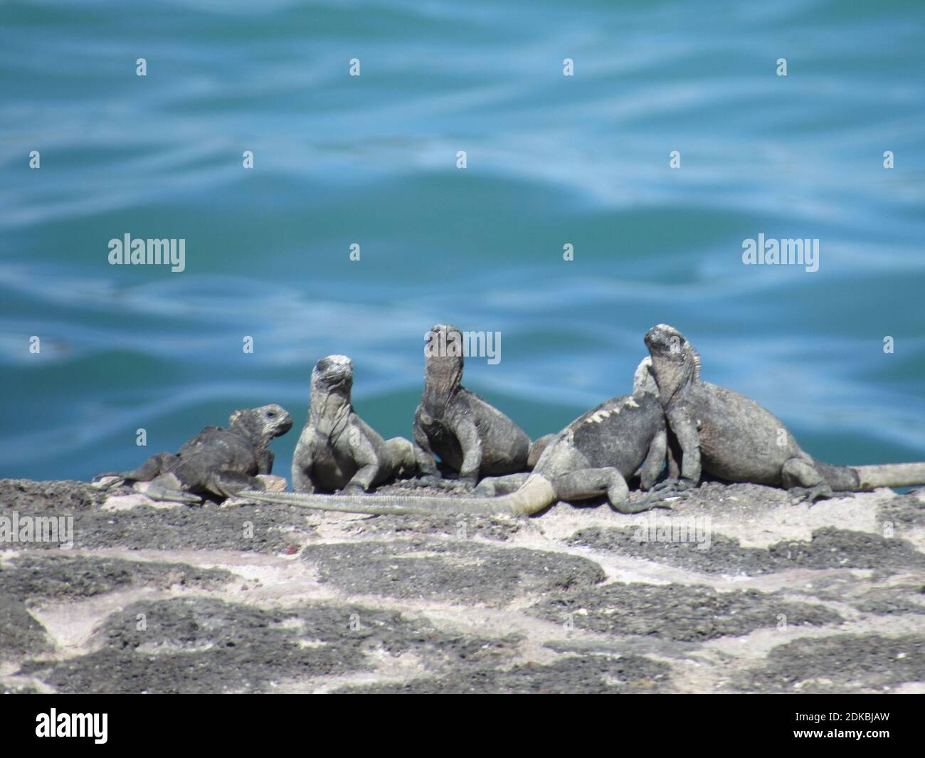 Iguana Family High Resolution Stock Photography and Images - Alamy
