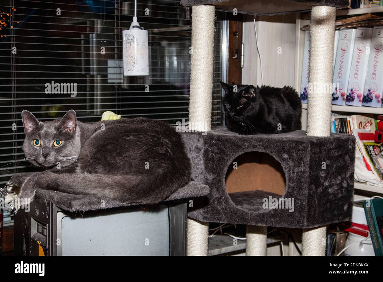 Our Cats in home, Malmø, Sweden Stock Photo - Alamy
