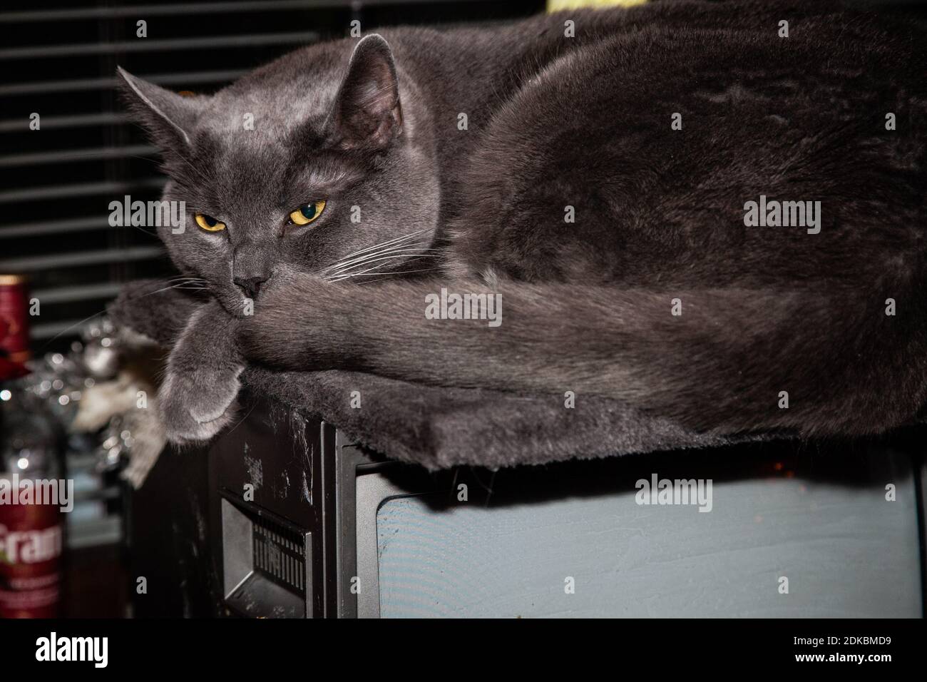 Our Cats in home, Malmø, Sweden Stock Photo - Alamy