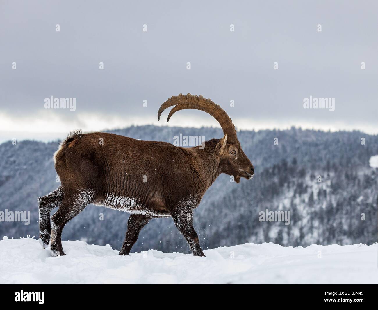 Ibex walking in the snow in the swiss part of Jura mountain chain. The ...