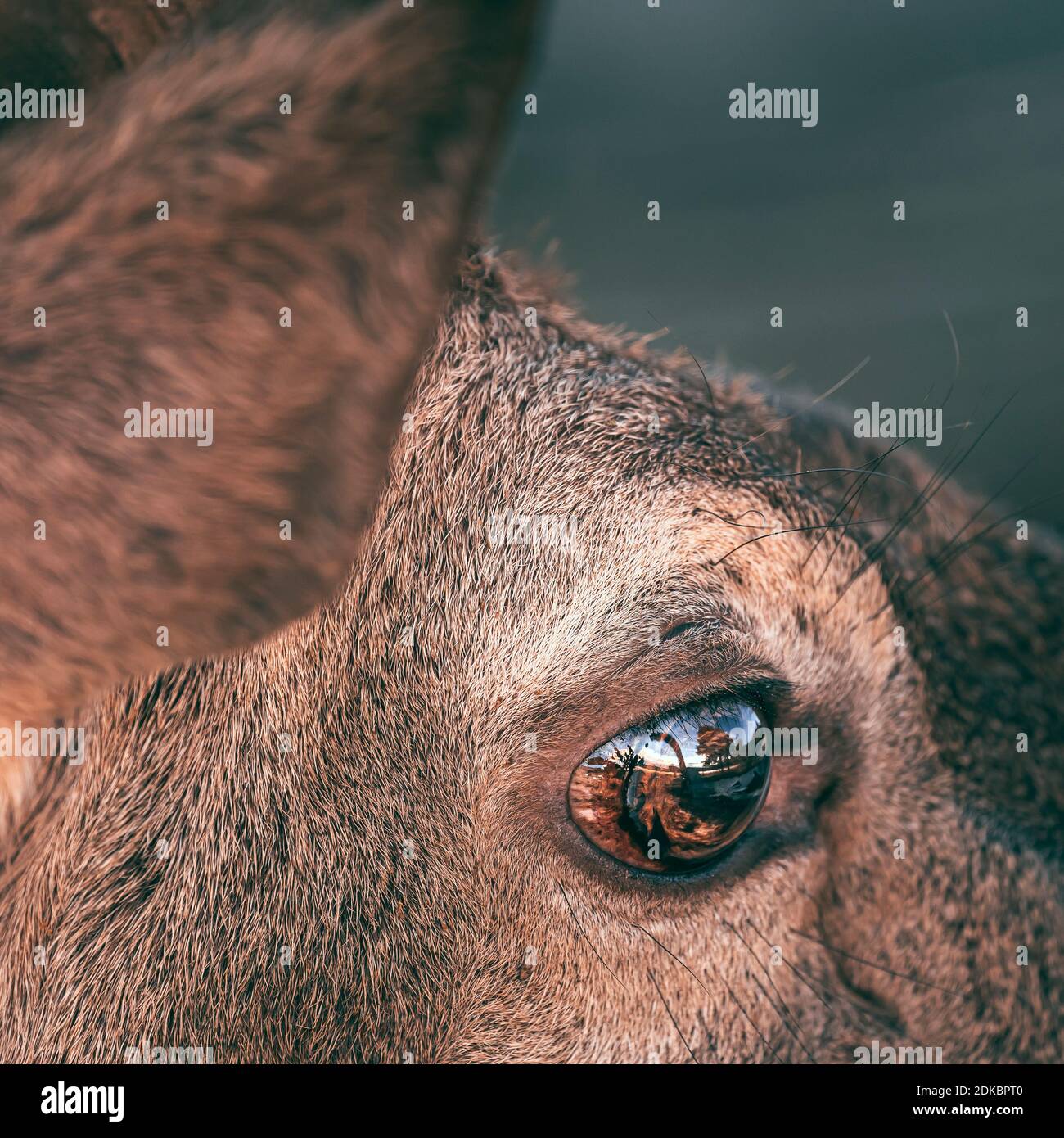 Deer eye hi-res stock photography and images - Alamy