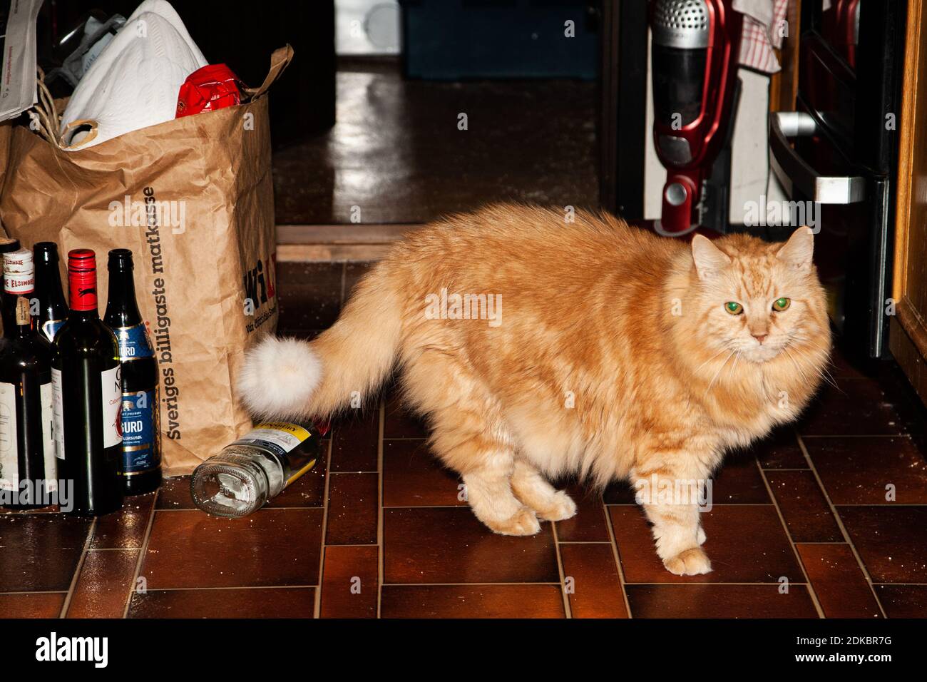 Our Cats in home, Malmø, Sweden Stock Photo - Alamy