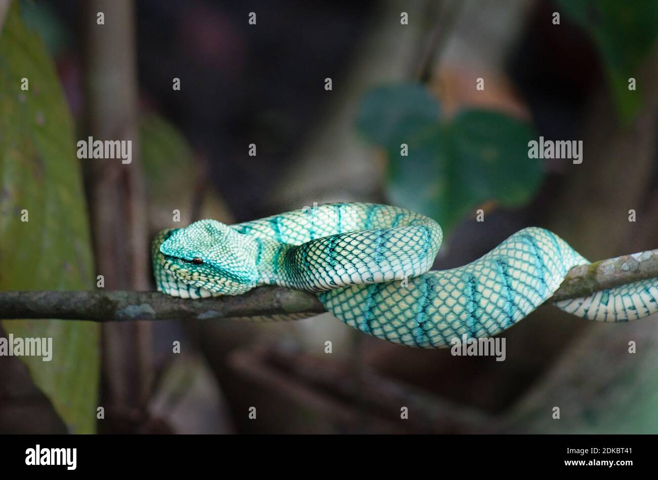Borneo snake hi-res stock photography and images - Alamy