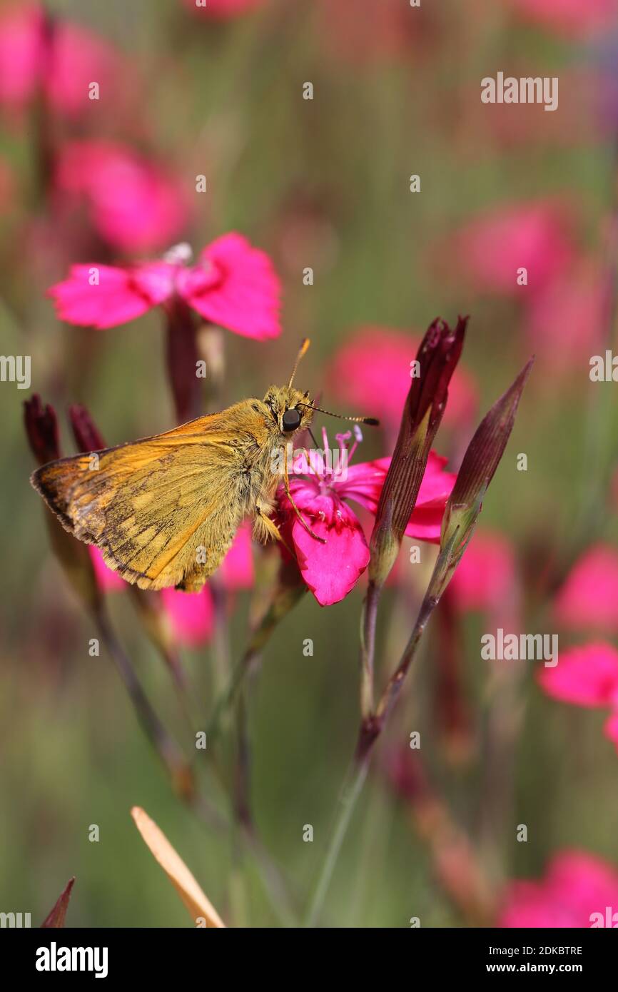 Rust colored skipper butterfly hi-res stock photography and images - Alamy