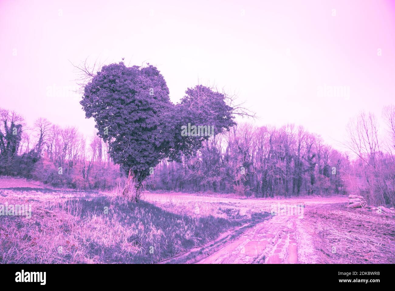 Fantasy surreal violet landscape. Heart shaped tree in field. Spring ...