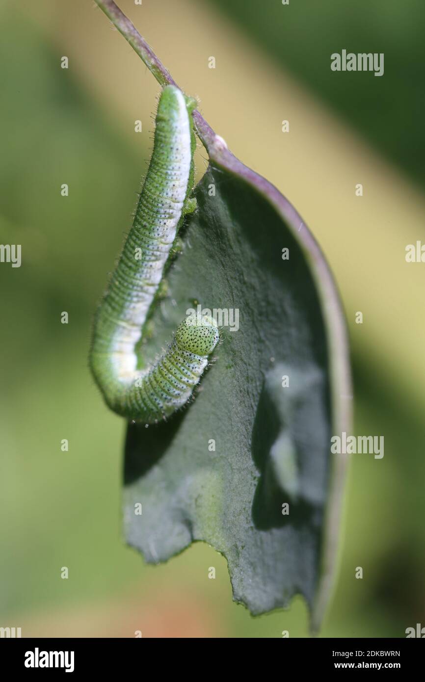 Aurora caterpillar (Anthocharis cardamines) feeds on the annual silver ...