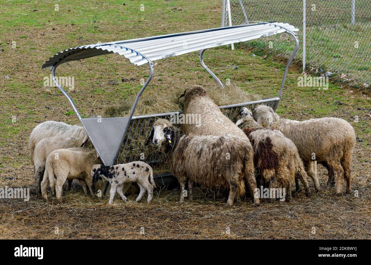 Metal hay rack hi-res stock photography and images - Alamy