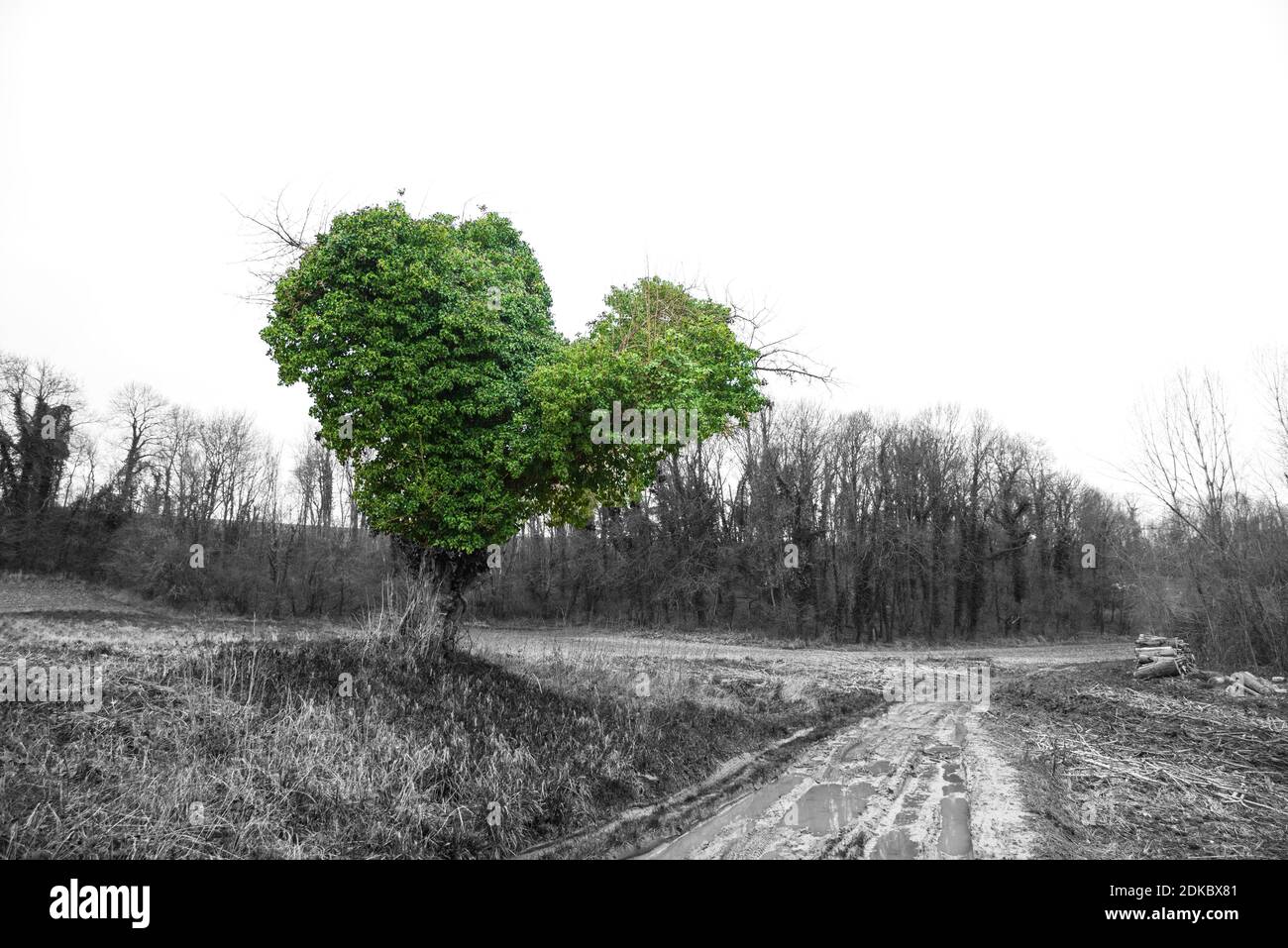 Heart shaped tree in field. Spring. Unadorned countryside rural life ...