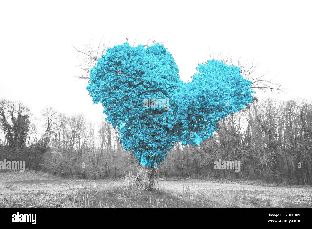 Real heart shaped tree hi-res stock photography and images - Alamy