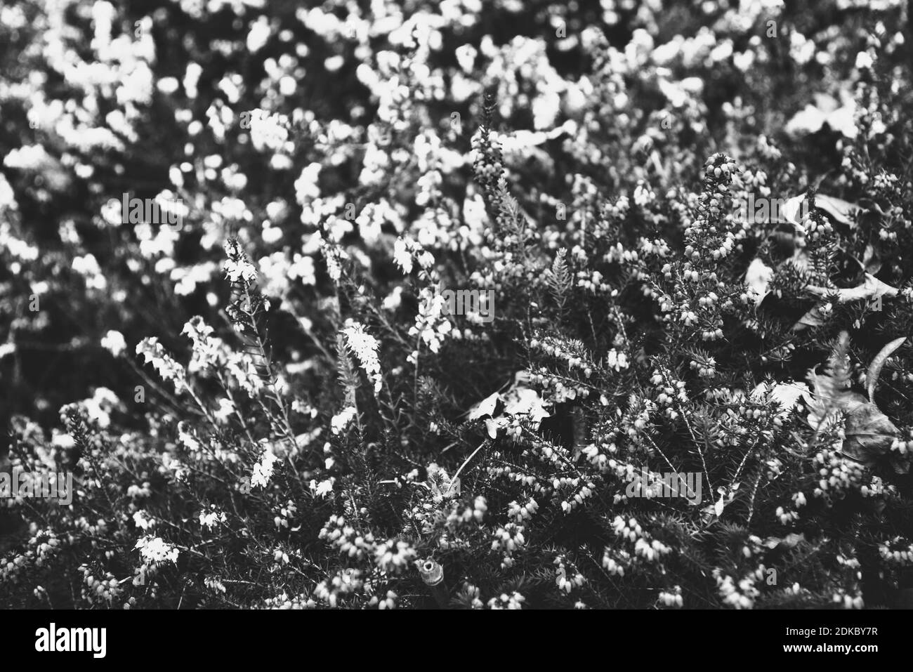 Wet heather field Black and White Stock Photos & Images - Alamy