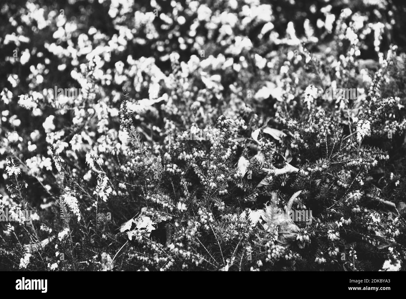 Heather. Wet wild flowers with faded autumn leaves background. Funeral ...