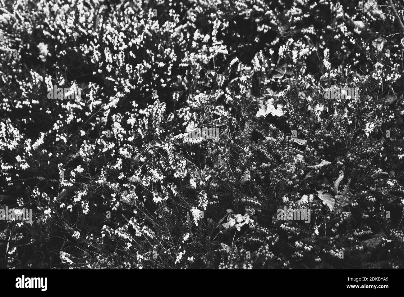 Heather. Wet wild flowers with faded autumn leaves background. Funeral ...