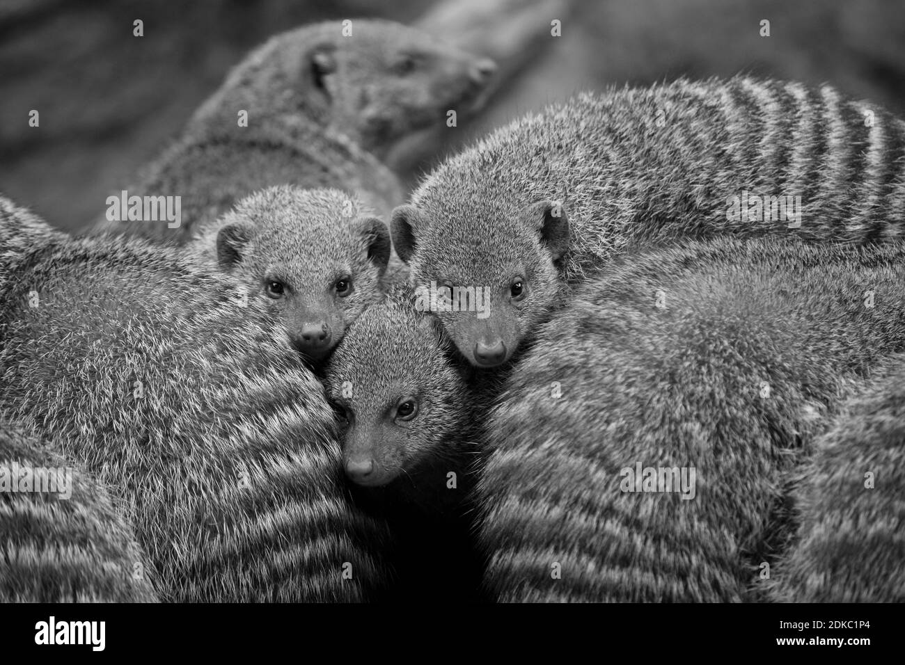 Mongoose group Black and White Stock Photos & Images - Alamy
