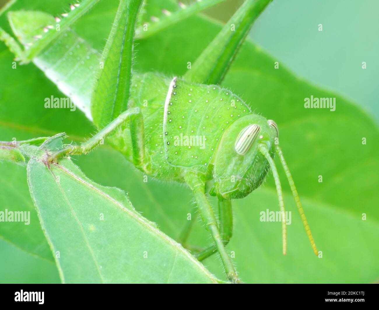 Grasshopper on the green plant Stock Photo - Alamy