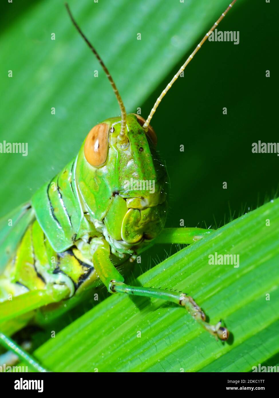 Grasshopper on the green plant Stock Photo - Alamy