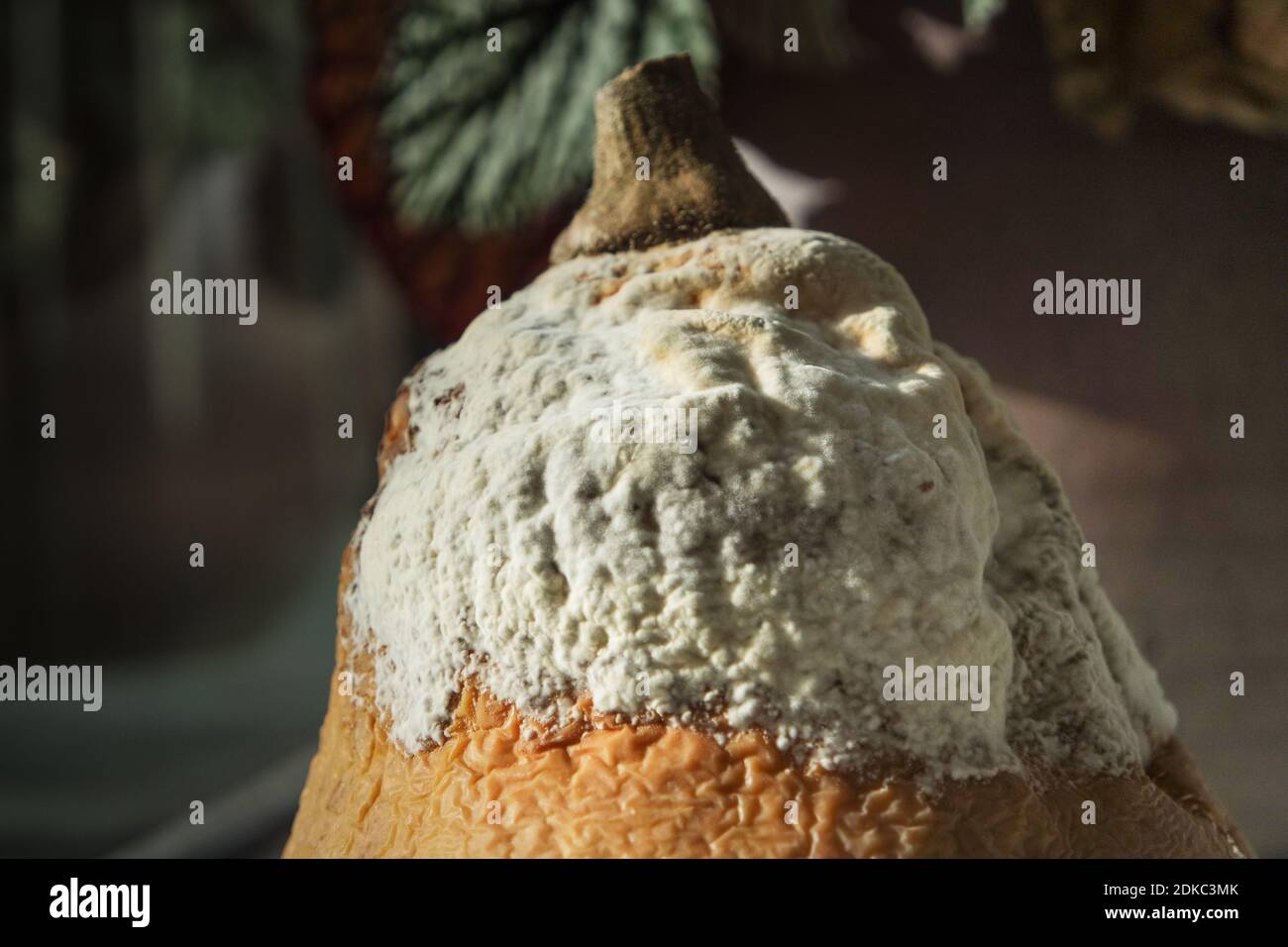 Rotten pumpkin hi-res stock photography and images - Alamy