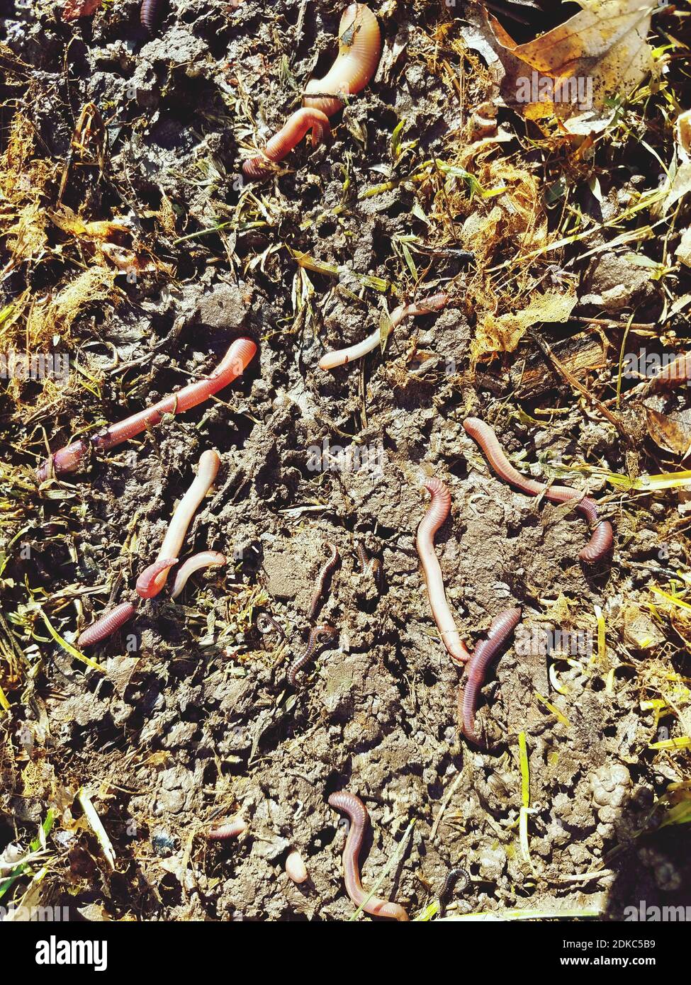 Earthworms grass field hi-res stock photography and images - Alamy