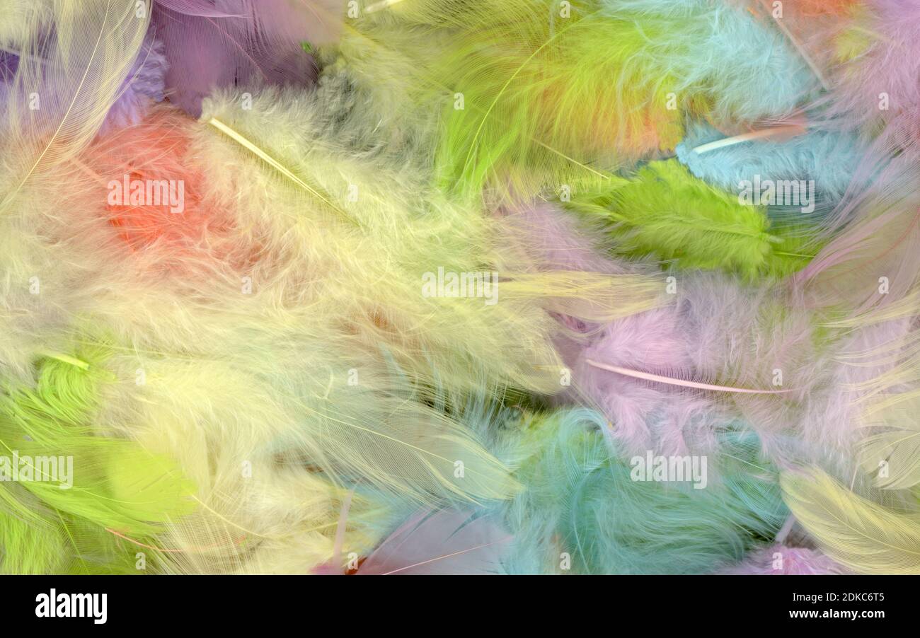 Colorfully feathers background - High resolution Stock Photo - Alamy