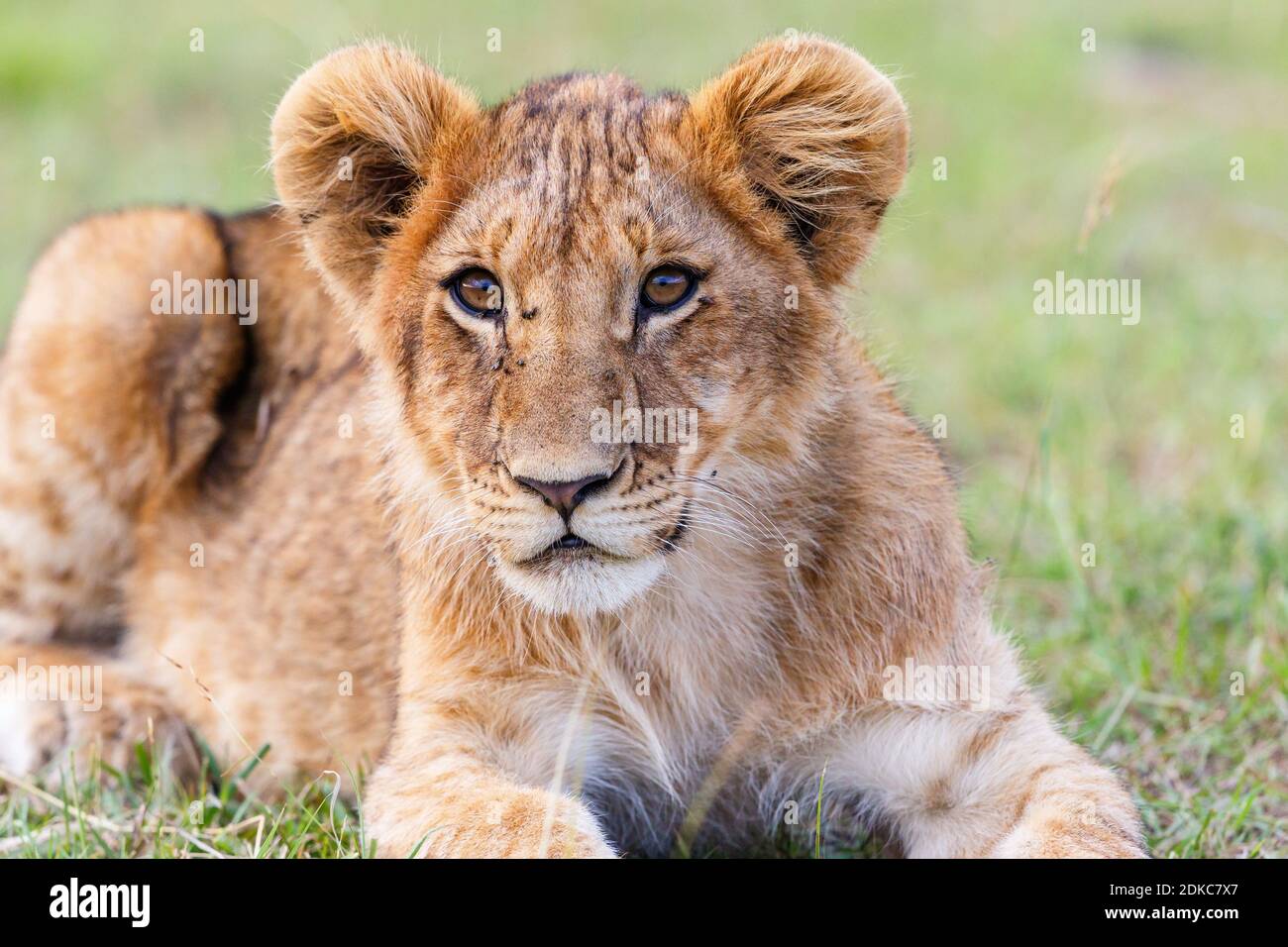 Curious Lion Cub In The Grass Stock Photo - Alamy