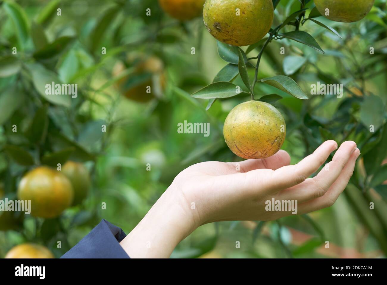 People reaching fruit on tree hi-res stock photography and images - Alamy