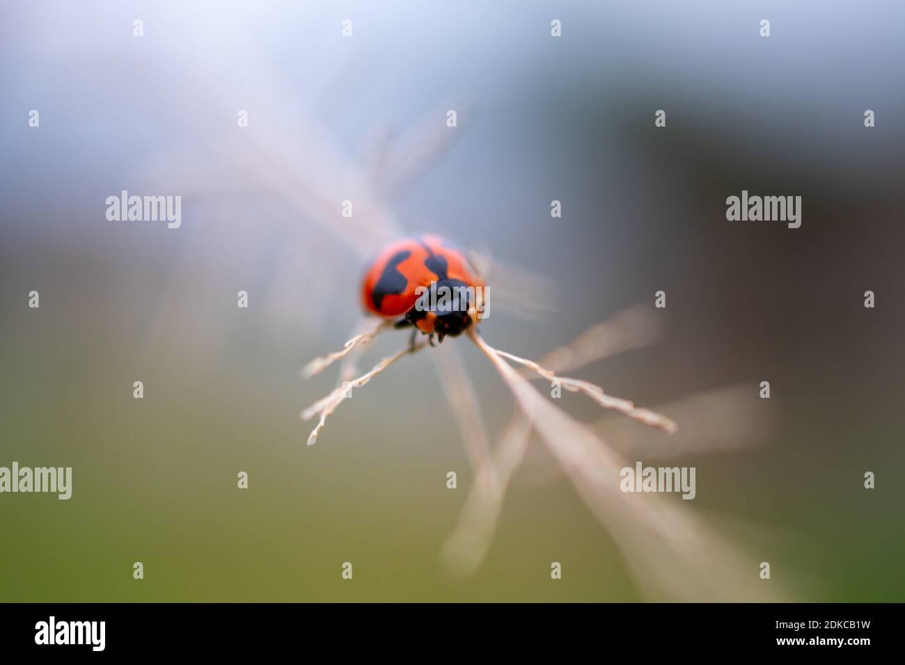 Flying ladybug close up hi-res stock photography and images - Alamy