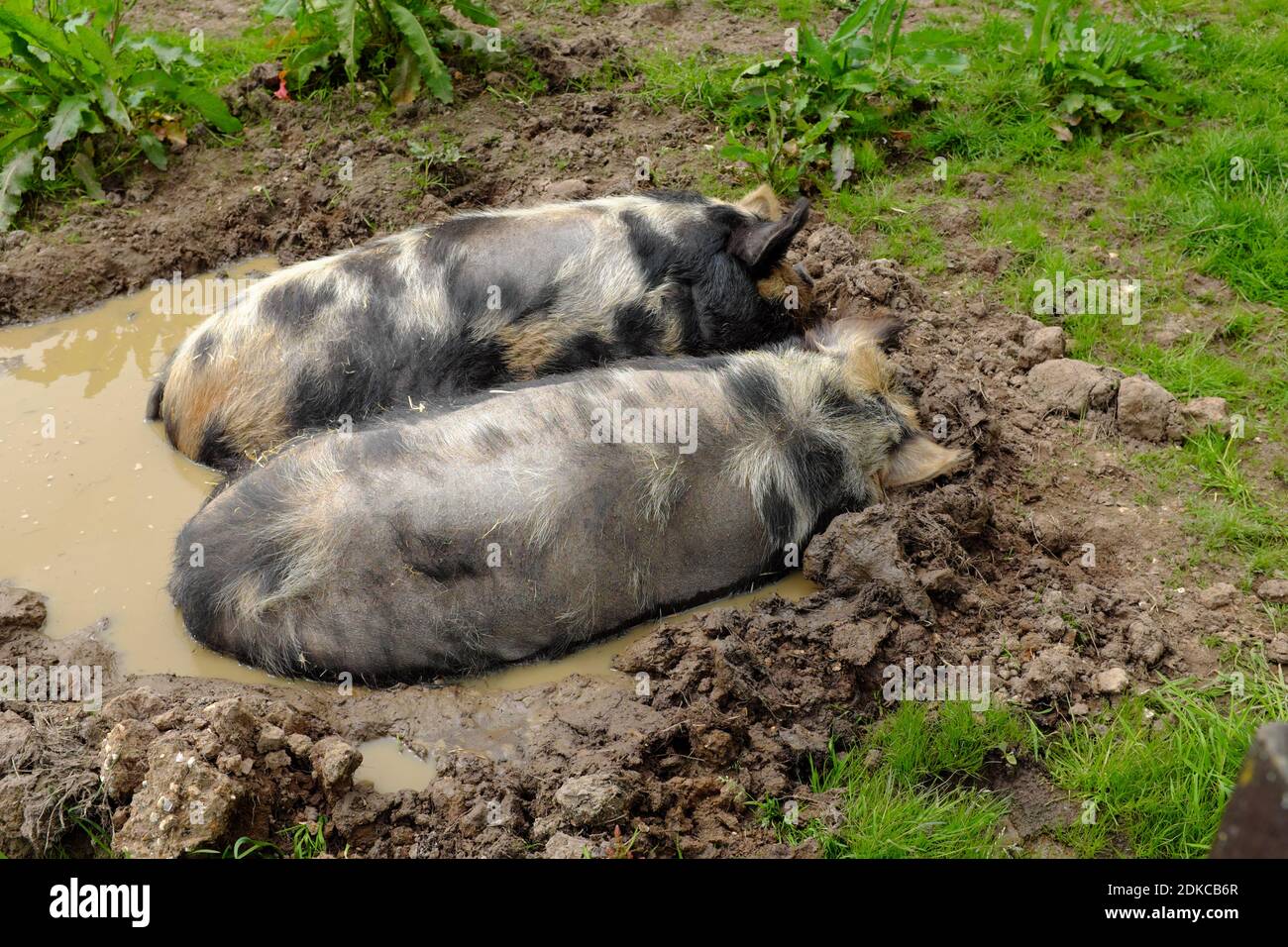 Spotted Pigs High Resolution Stock Photography and Images - Alamy