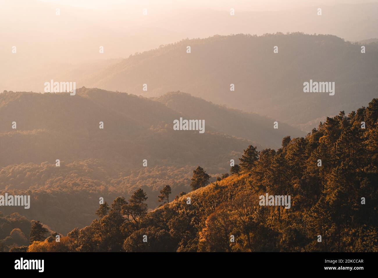 On the hill,Mountain forest view in the evening Stock Photo - Alamy