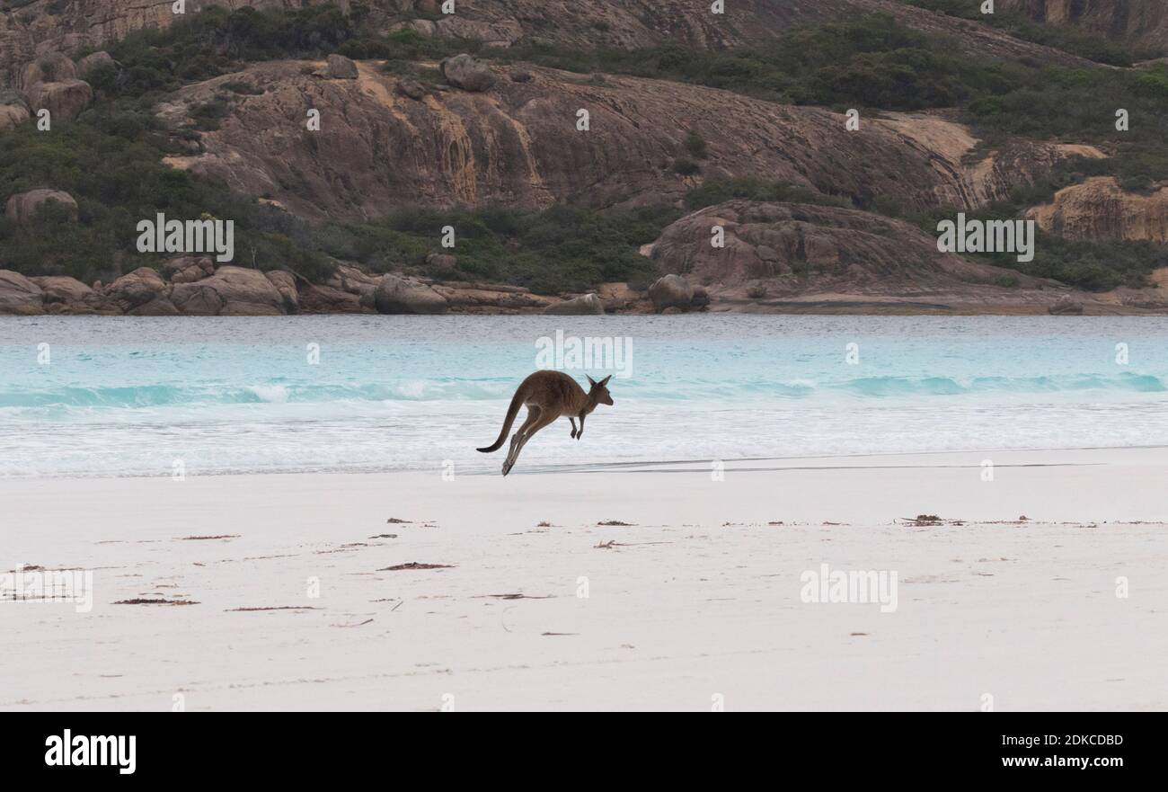 Lucky bay western australia hi-res stock photography and images - Alamy