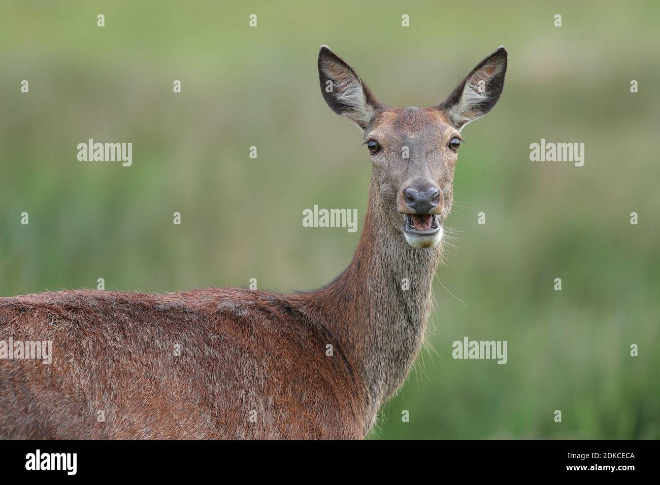 Deer up close hi-res stock photography and images - Alamy