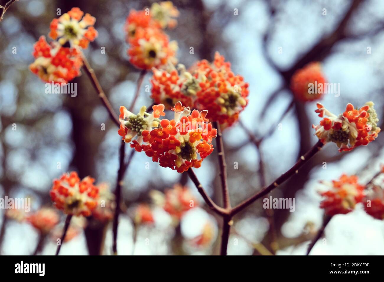 Edgeworthia Chrysantha 'red dragon' paper bush in bloom Stock Photo - Alamy