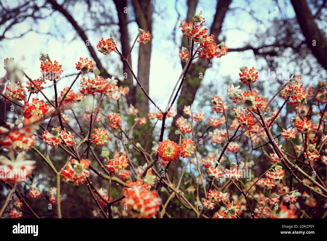 Edgeworthia chrysantha red dragon shrub hi-res stock photography and ...