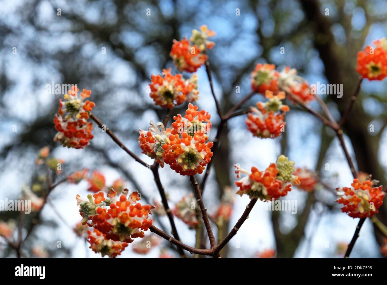Edgeworthia Chrysantha 'red dragon' paper bush in bloom Stock Photo - Alamy