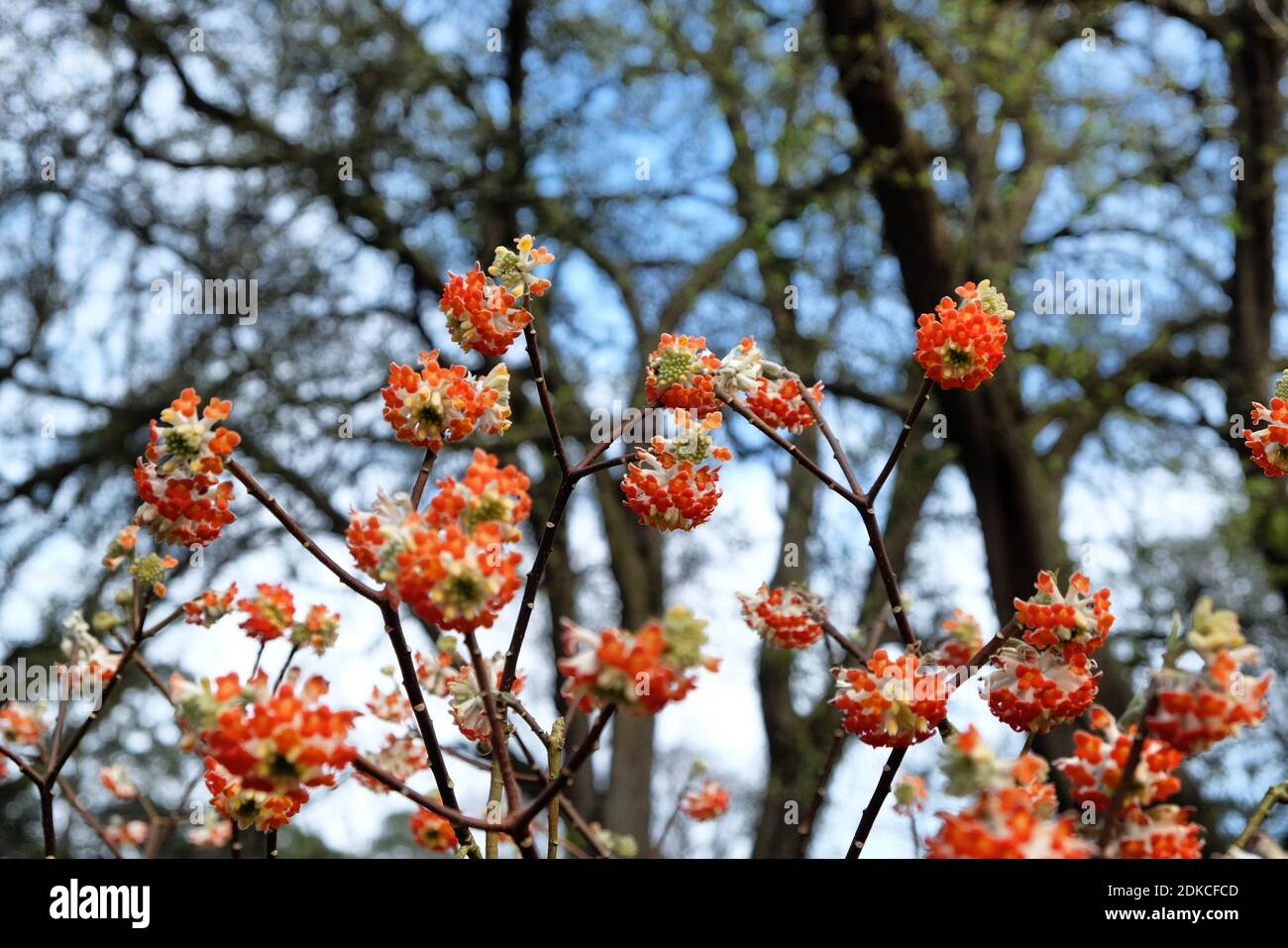 Edgeworthia Chrysantha 'red dragon' paper bush in bloom Stock Photo - Alamy