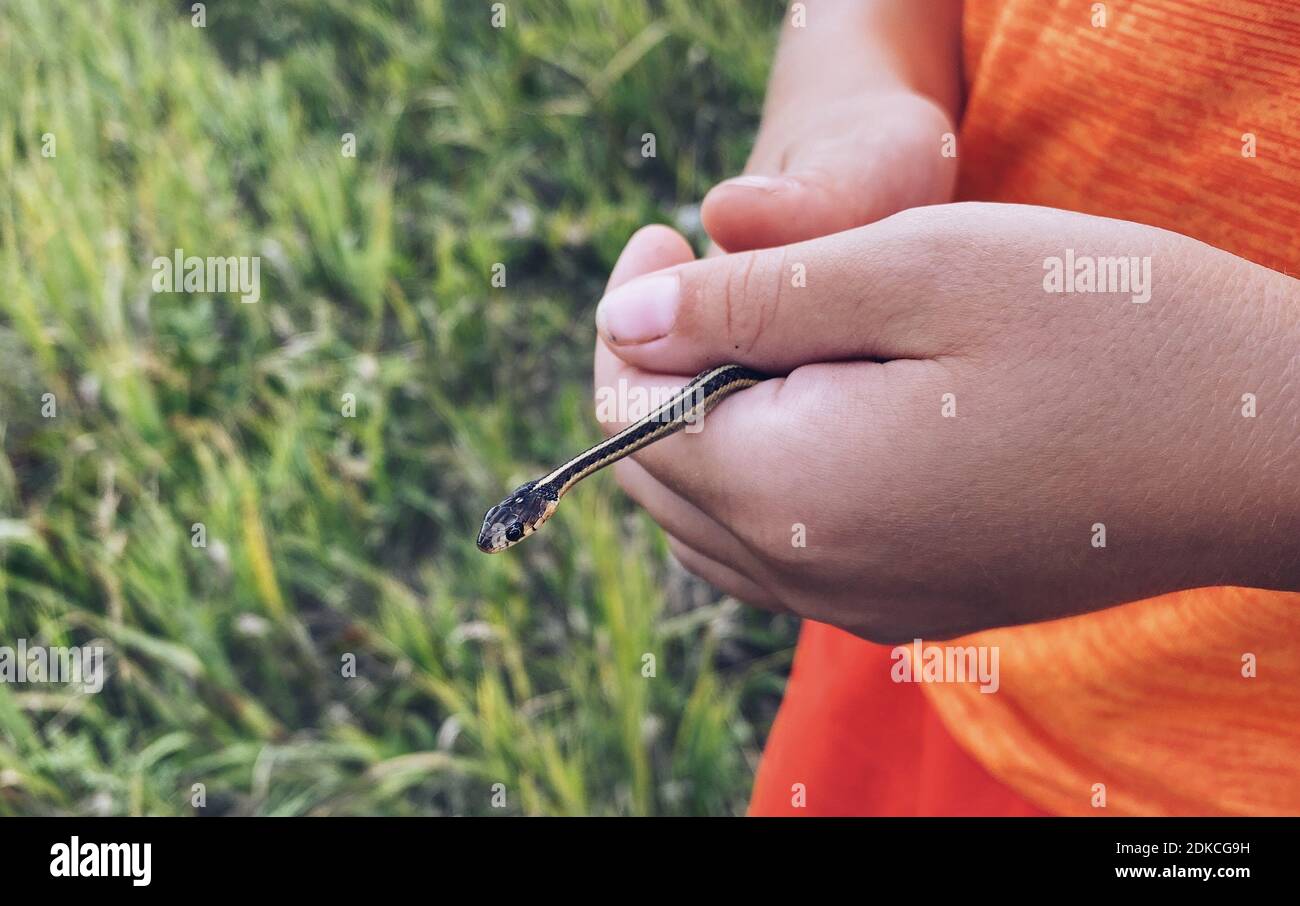 Gentle Snake High Resolution Stock Photography and Images - Alamy
